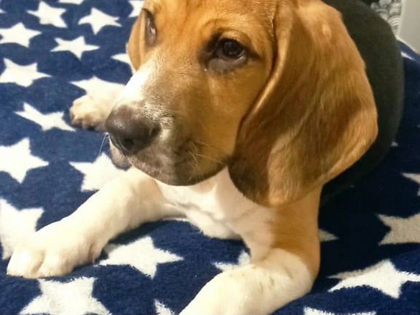 Бигль в добрые руки 4 месяца