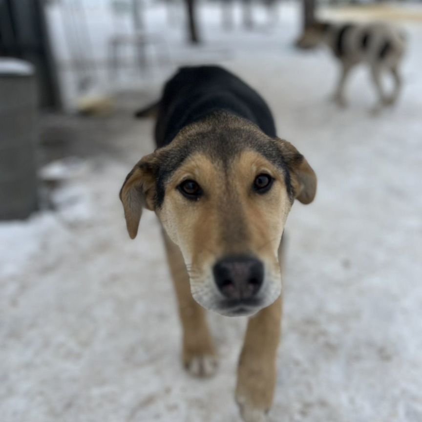 Щенок в добрые руки бесплатно
