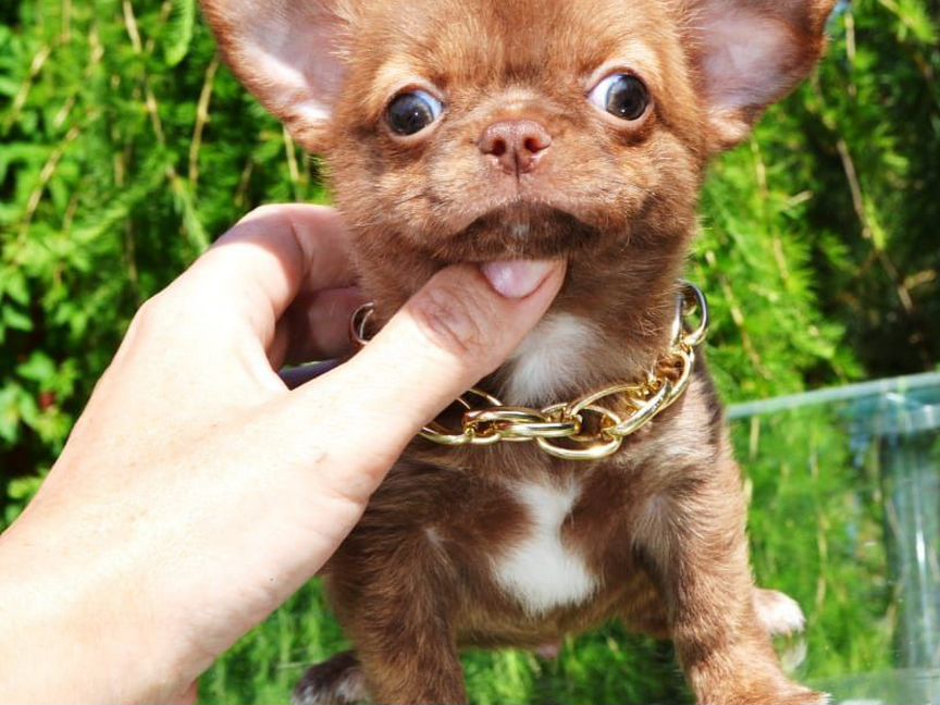 Чихуахуа мальчик огонек