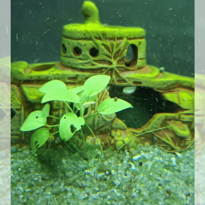 Водоросли для аквариума