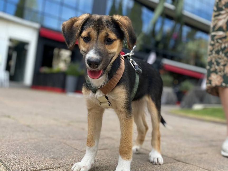 Айра очаровательный щенок в добрые руки