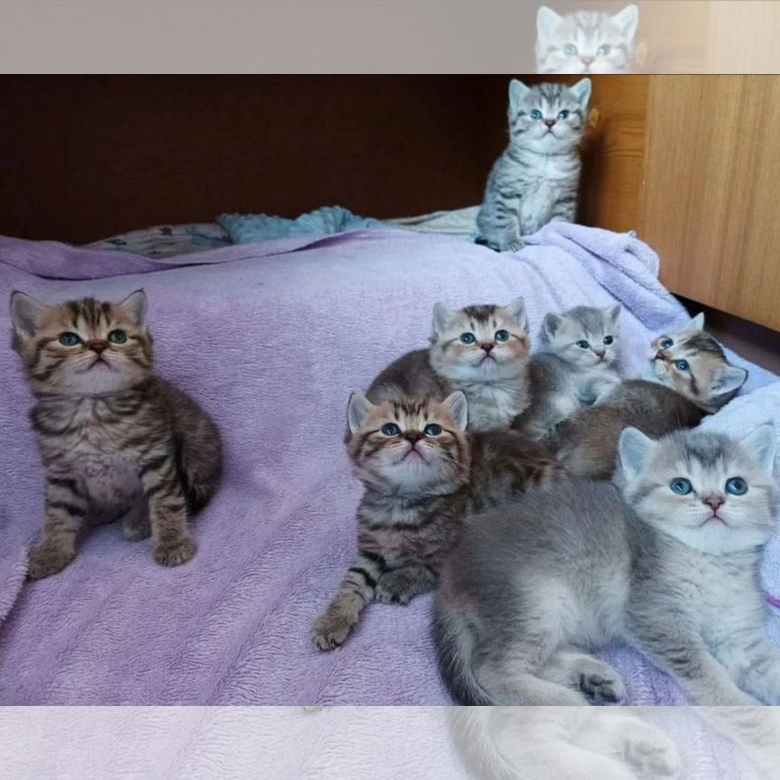 Британские котята