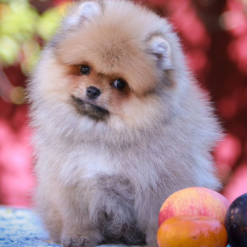 Шикарный кукольный мальчик померанского шпица