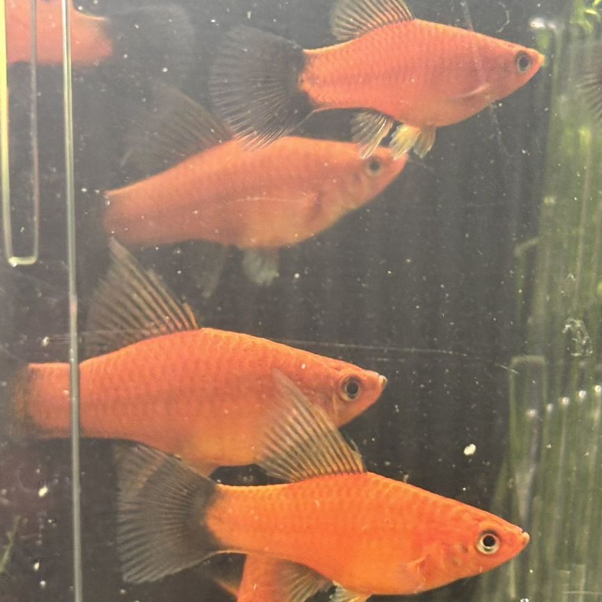 Меченосцы флаговые. пецилия трехцветная