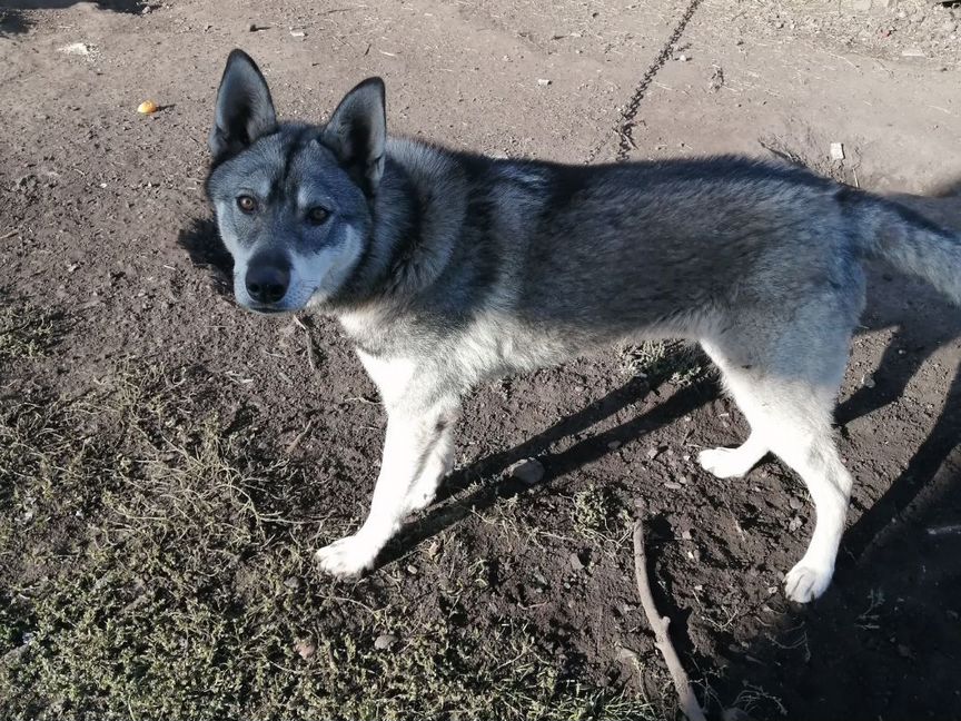 Собака в добрые руки отдам бесплатно