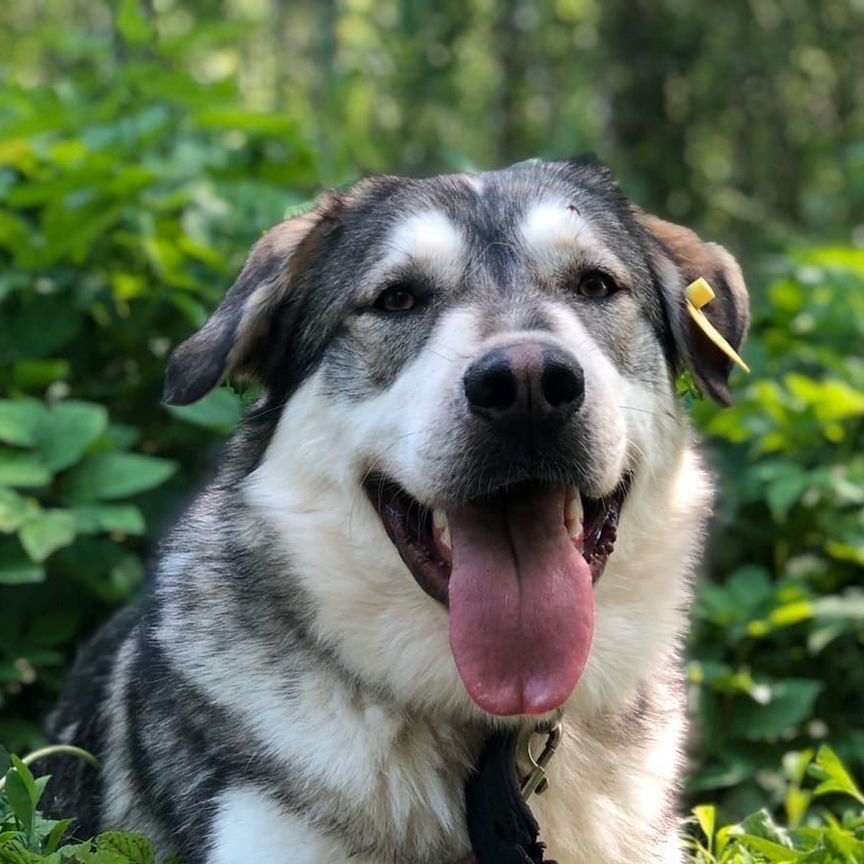 Собака в добрые руки