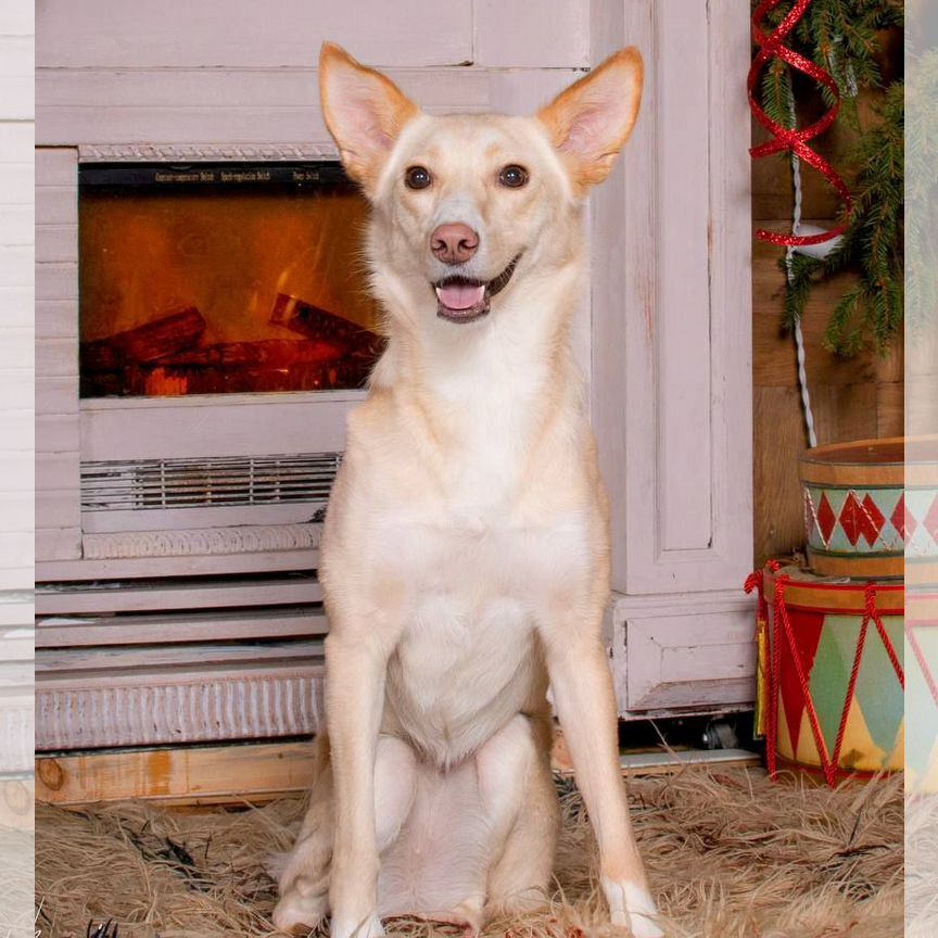 Чудесная особенная собака Белочка в добрые руки