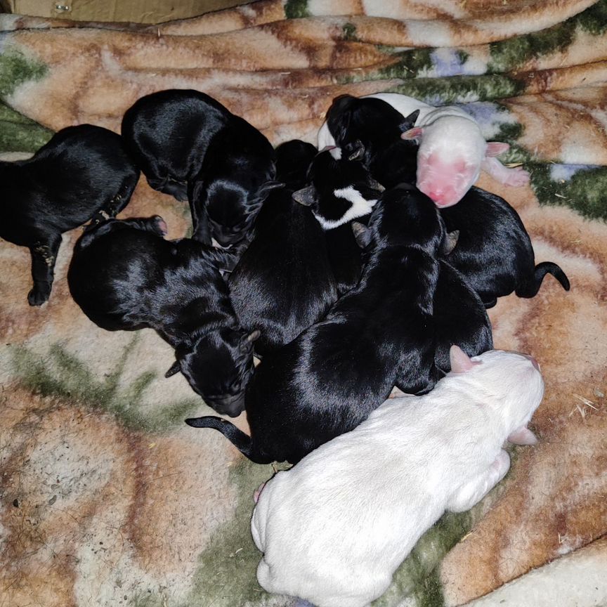 В добрые руки щенки