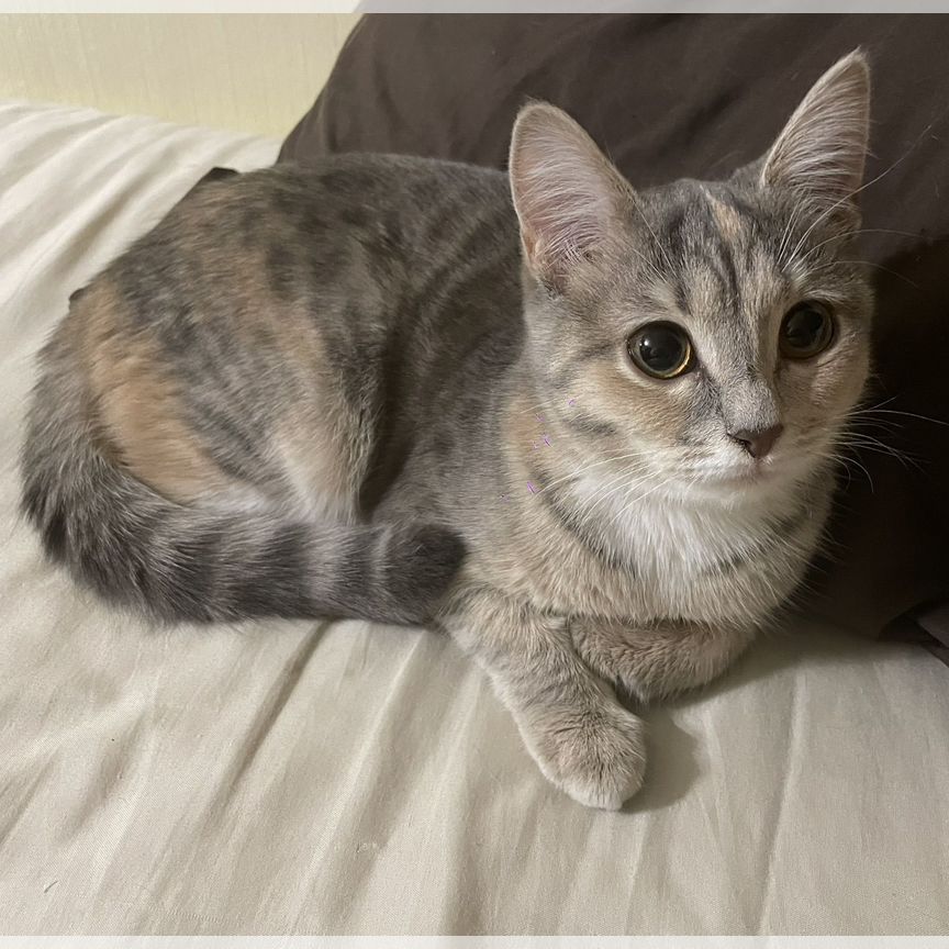 Британская короткошёрстная, взрослая кошка