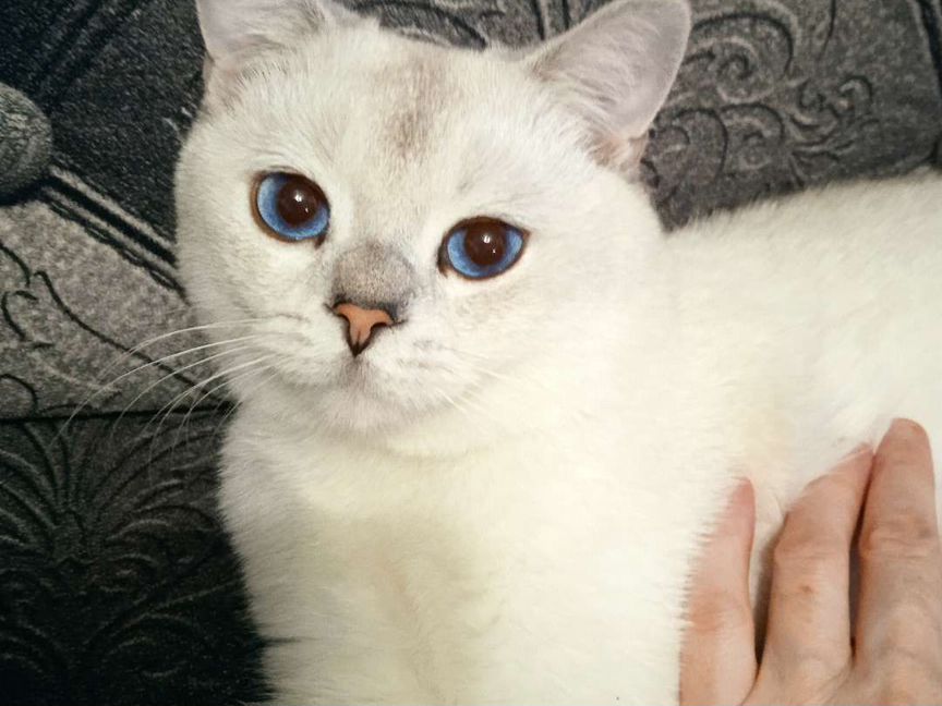 Молодой котик на вязку