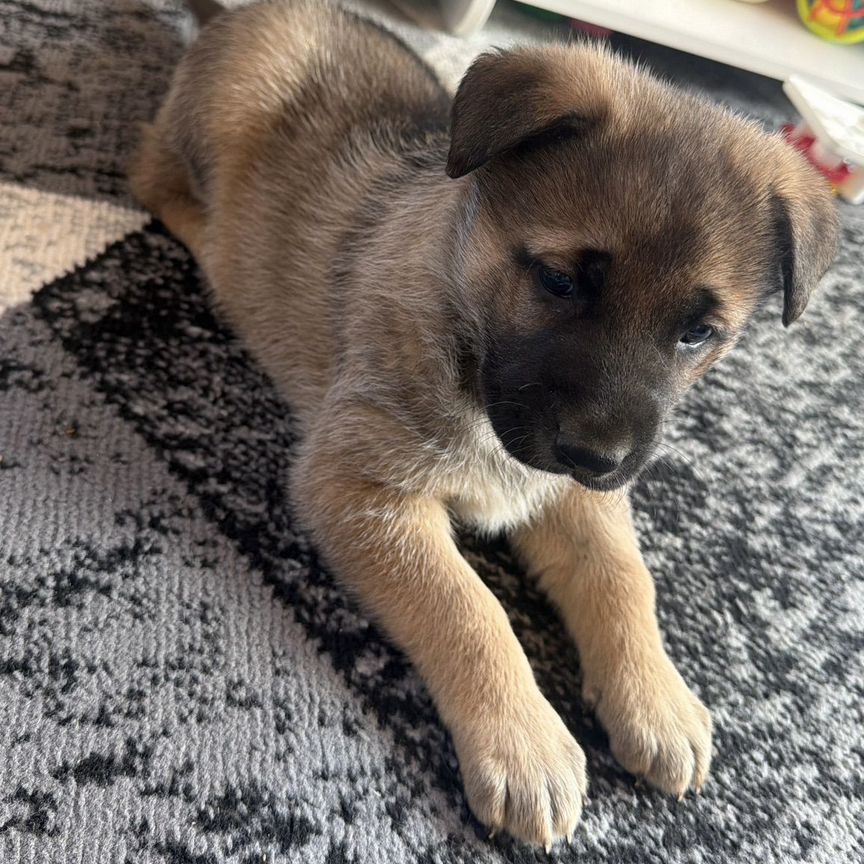 Немецкая овчарка, щенок