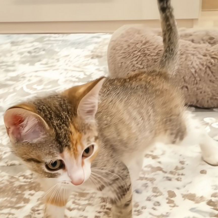 Котёнок в добрые руки