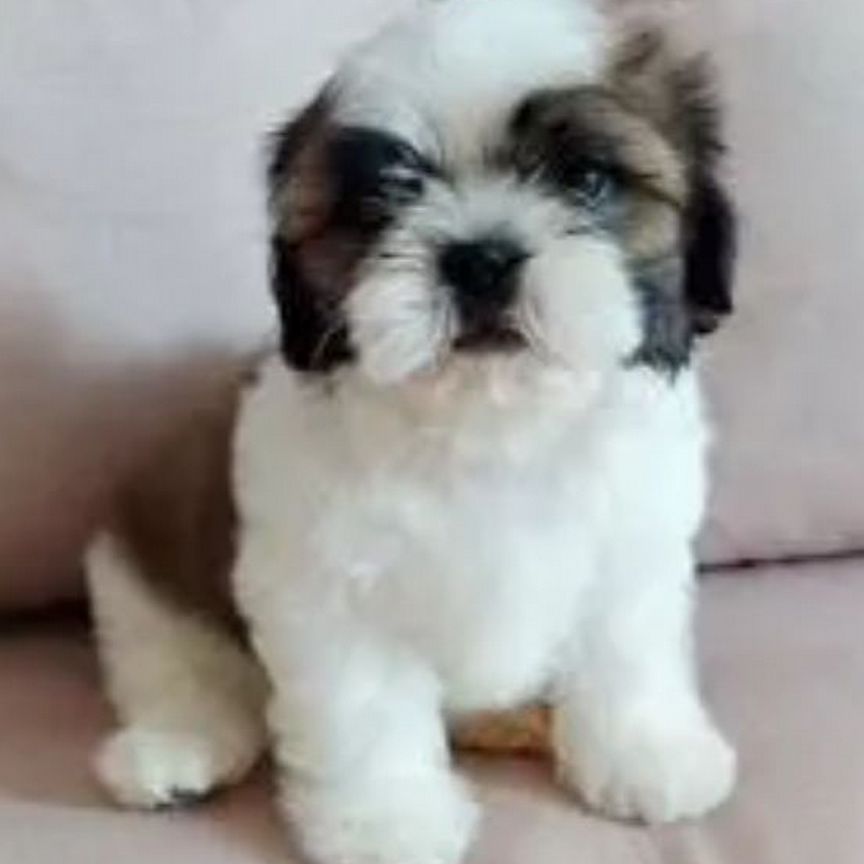 Ши-тцу, щенок