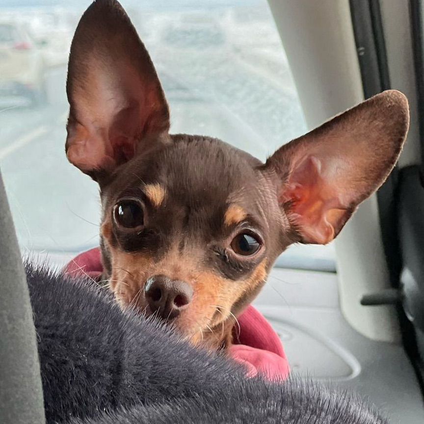 Той терьер девочка