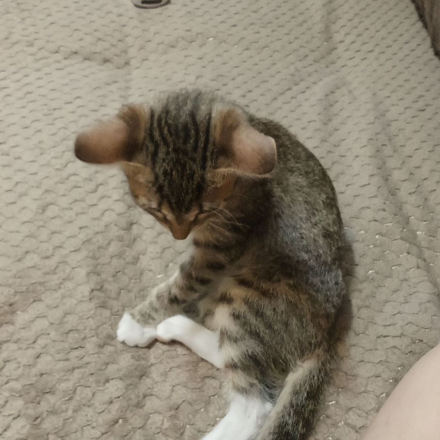 Котёнок в добрые руки