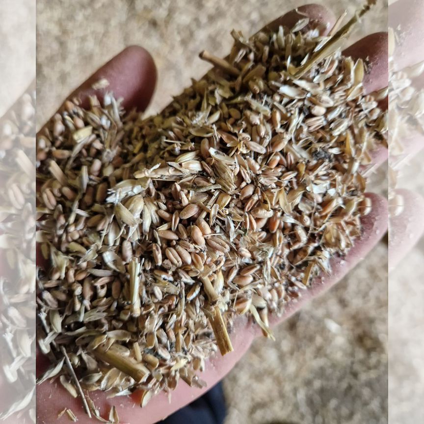 Пшеница ячмень зерноотходы