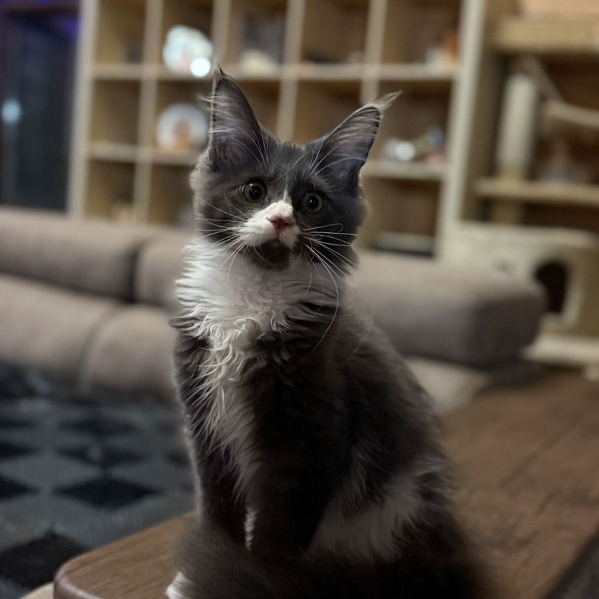 Мейн-кун котенок