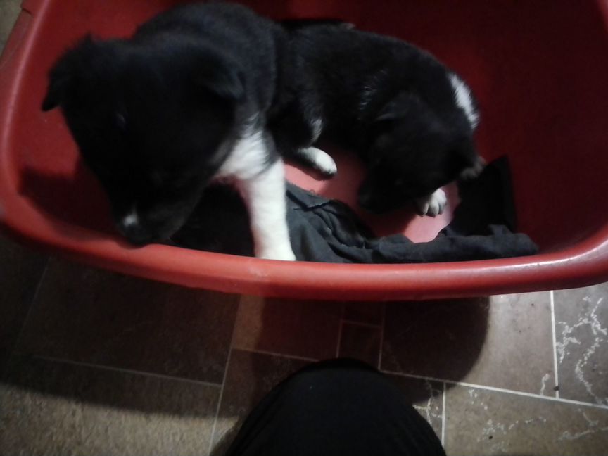 Лайки русско- европейские