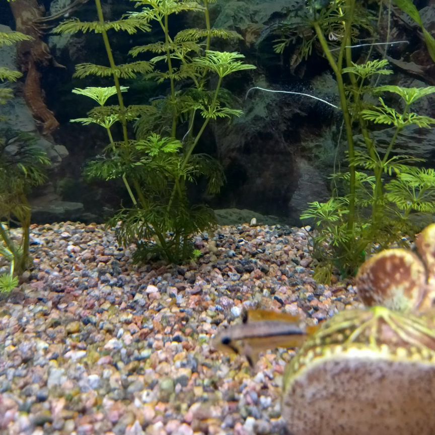 Апистограмма какаду оранжевая