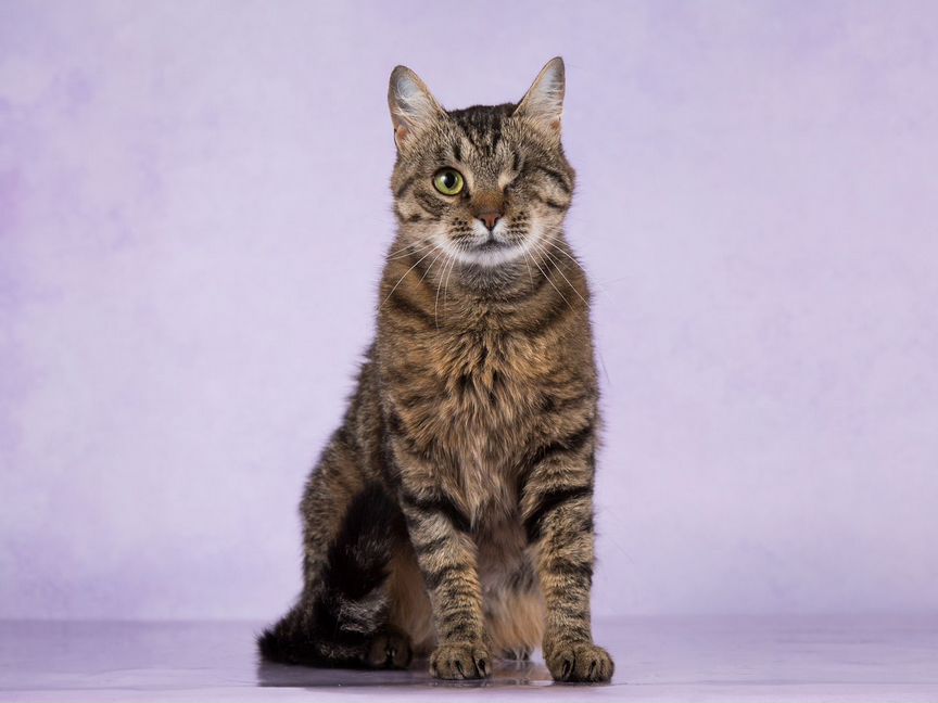 Европейская кошка