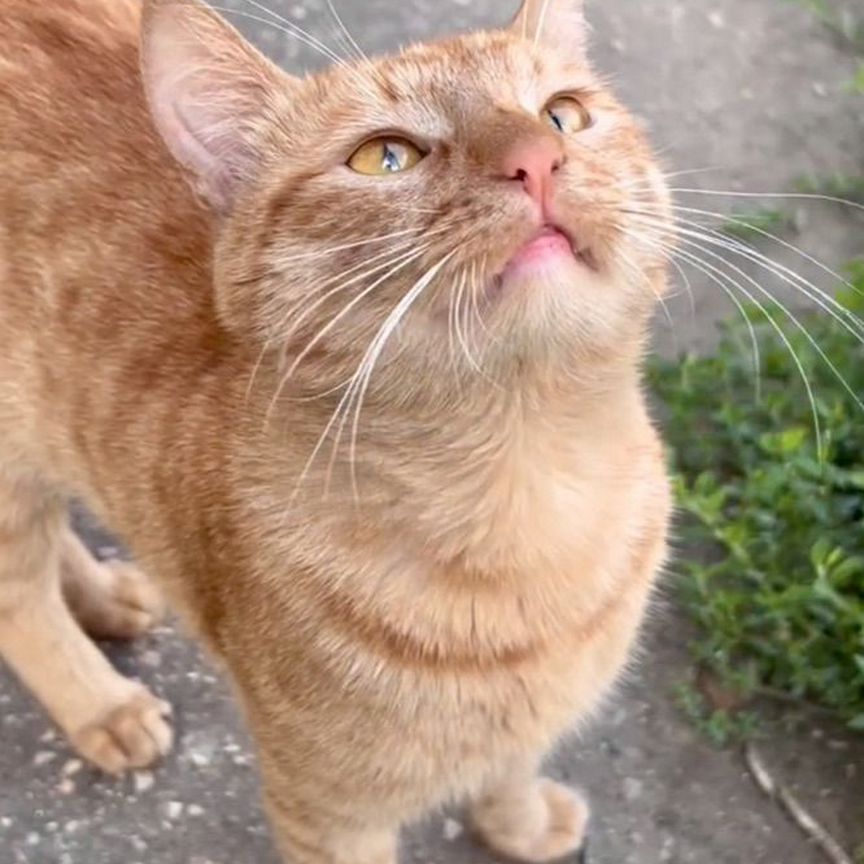 Котик ищет Дом