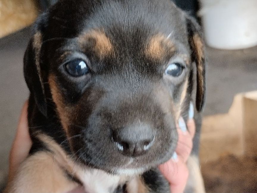 Продам щенков