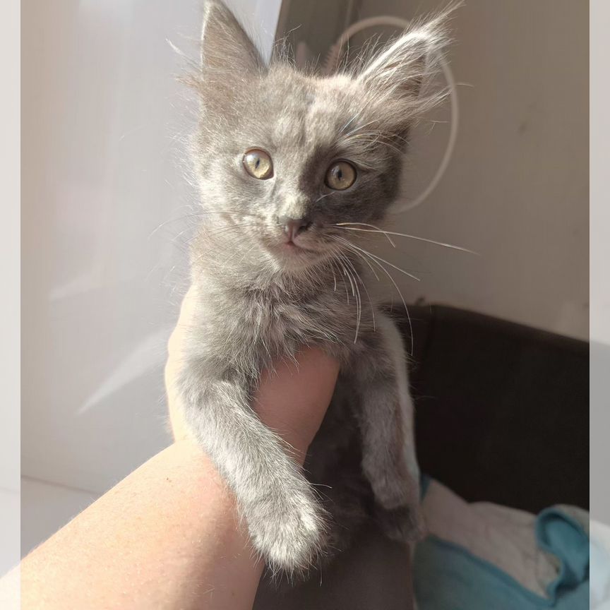 Котёнок в добрые руки