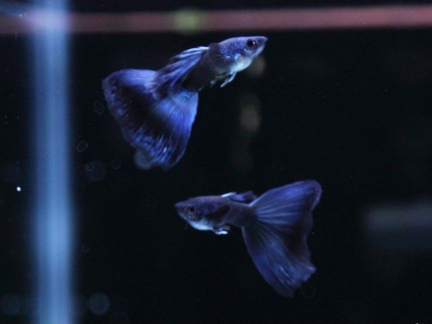 Гуппи малахит.дамбо.неон.молинезии валифера.сомик