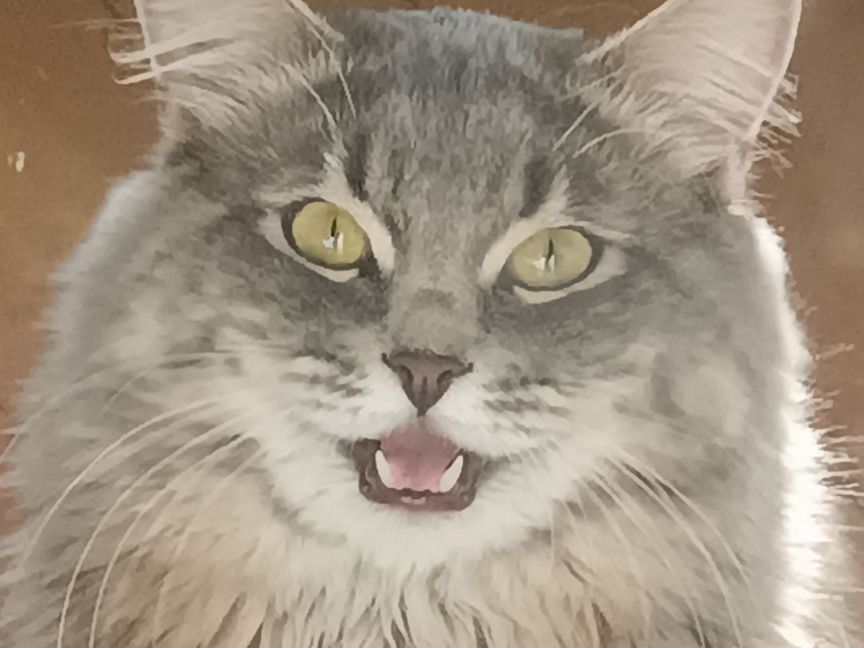 Кот
