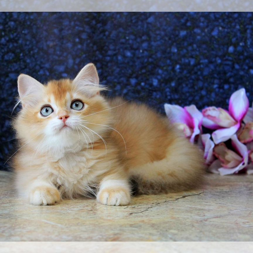 Британец , золотая шиншилла длинношерстная