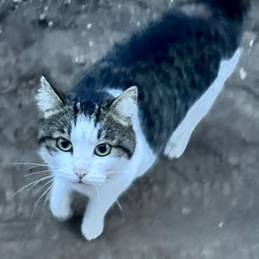 Котику, кошке нужна помощь