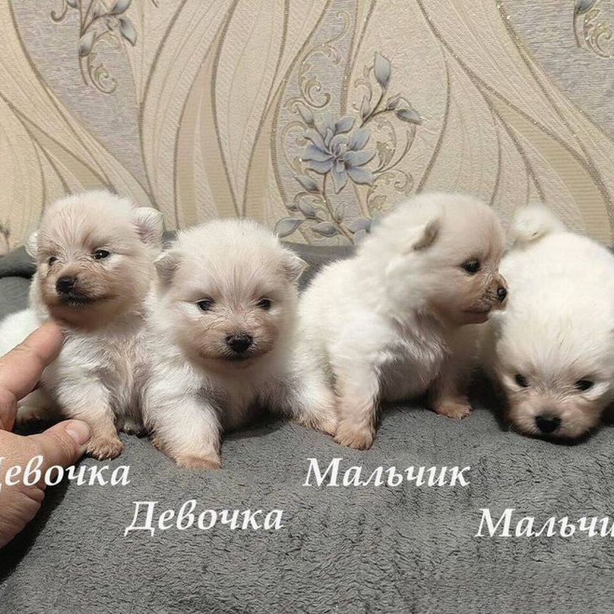 Щенки померанского шпица