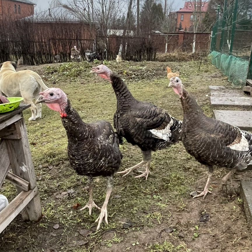 Индюк молодой 5 месяцев