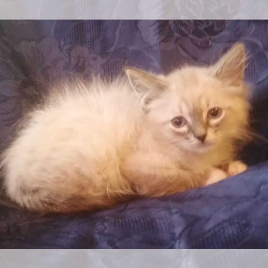 Невский маскарадный котёнок