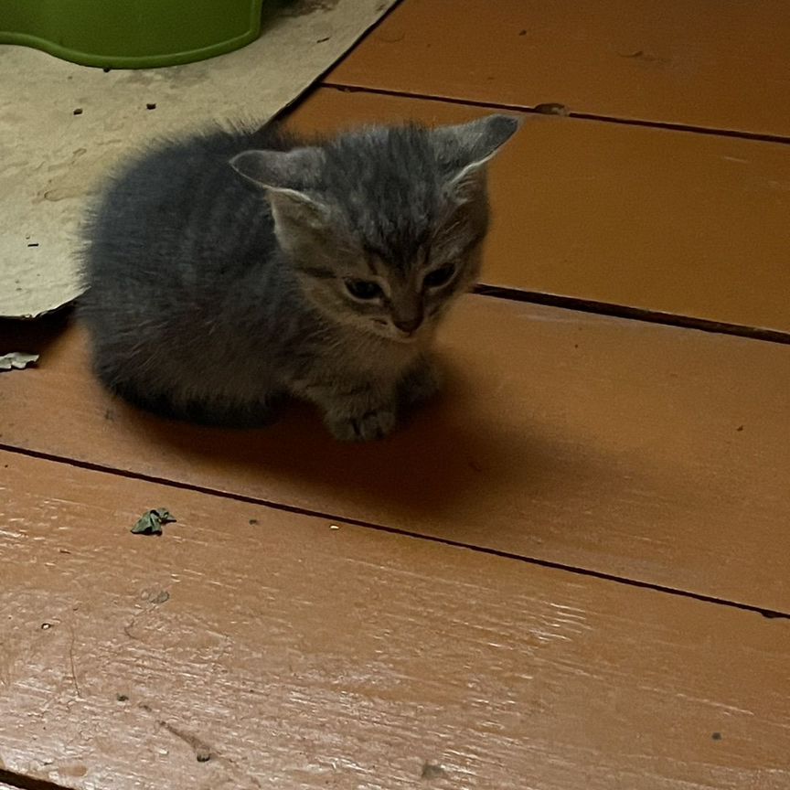 Вислоухие котята в добрые руки бесплатно