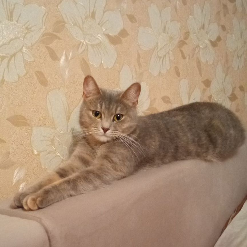 Отдам кошку в добрые руки