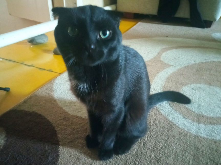 Кошка