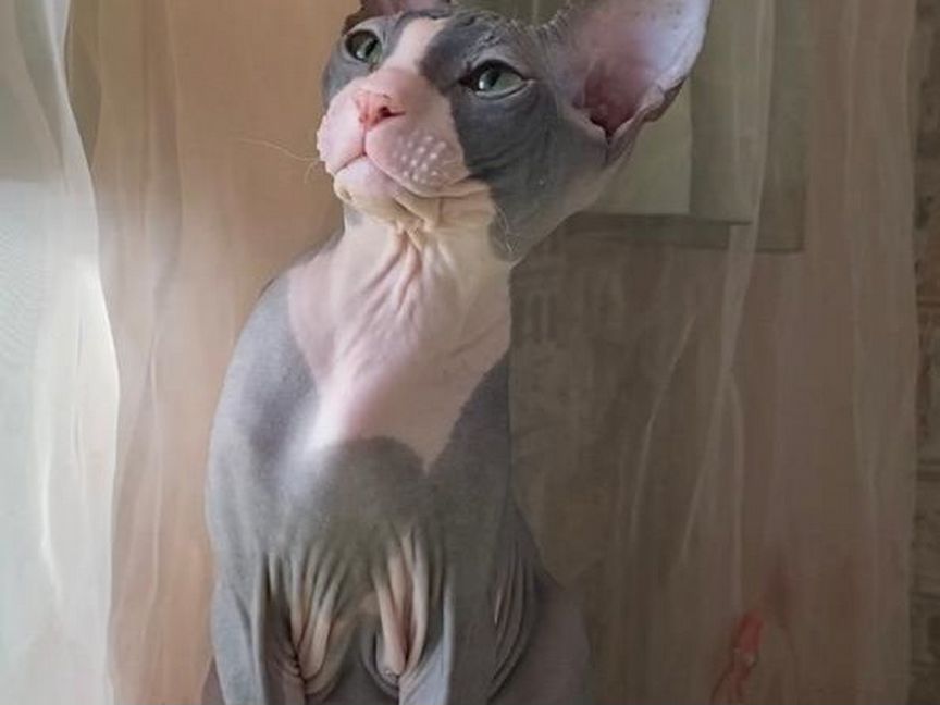 Котенок Донского сфинкса