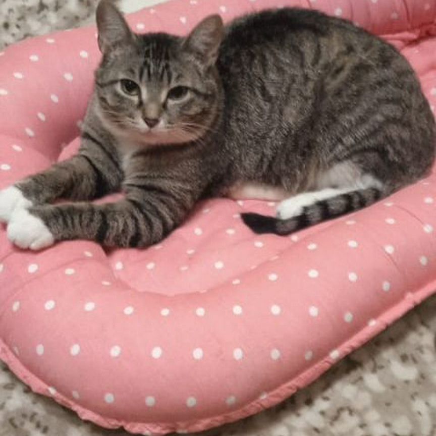 Котик Маркиз