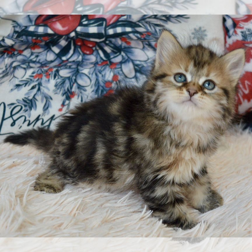 Сибирский котёнок