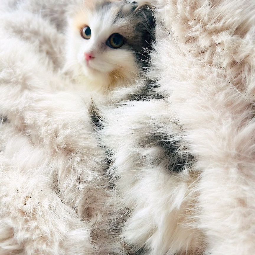 Красотка в поисках дома