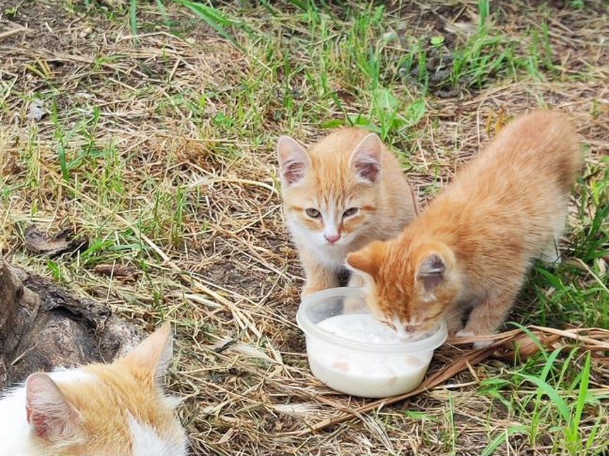 Котята в добрые руки бесплатно