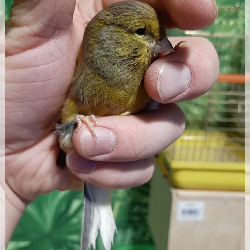 Канарейки Глостер и Файф-фенси