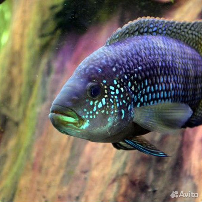 Цихлазома восьмиполосая (Rocio octofasciata)