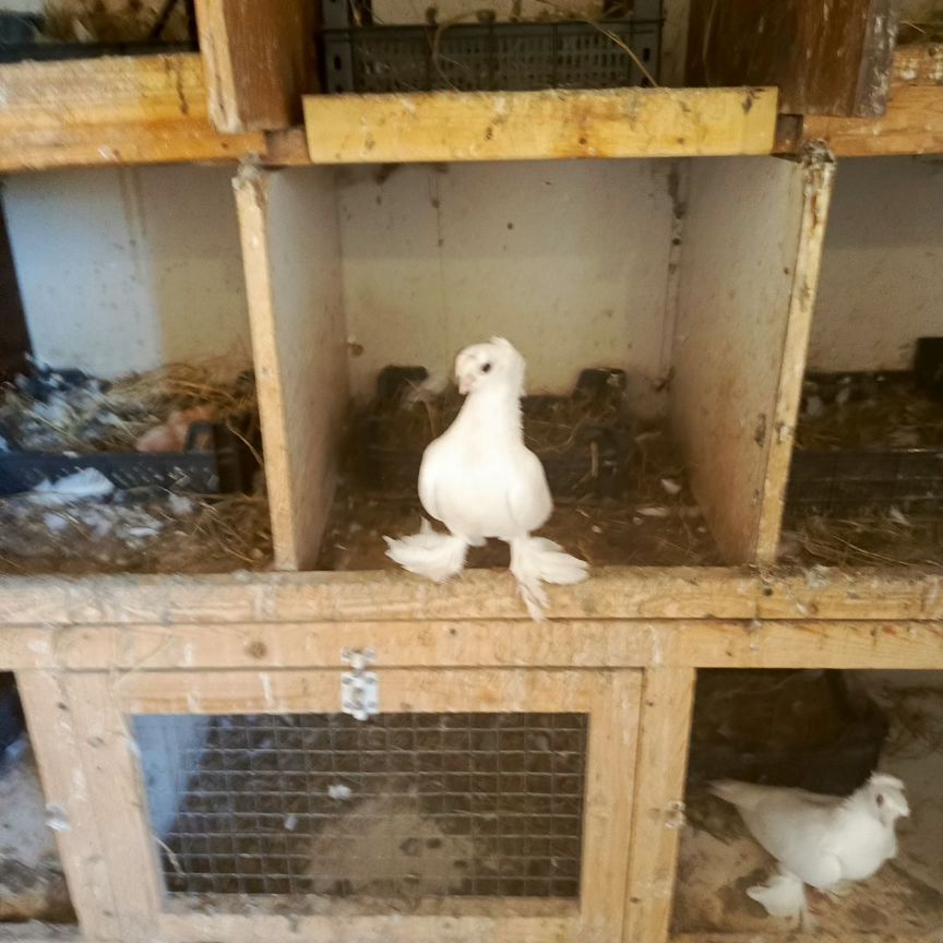 Голуби "узбеки"