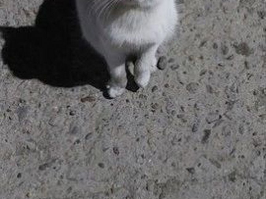 Котик в Добрые руки