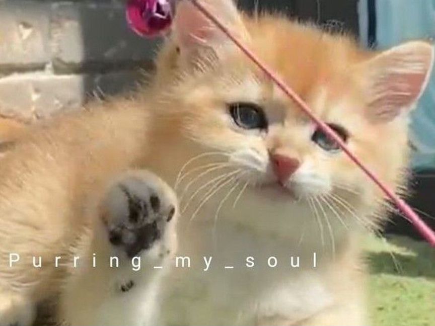 Золотая шиншилла, котята, ny11 (папа окрас ny12)