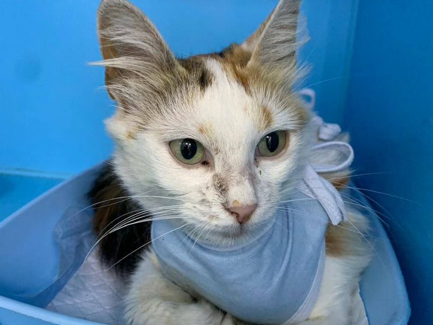 Рокси выкинули, за то что приносила котят