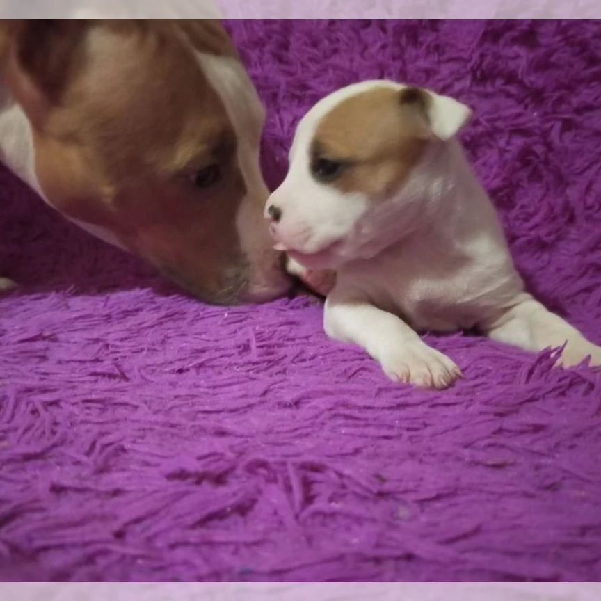 Американский стаффордширский терьер, щенок