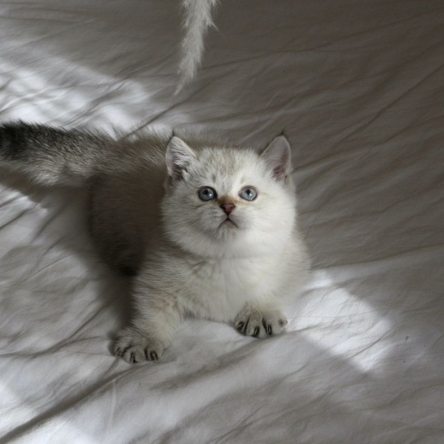 Котенок манчкин